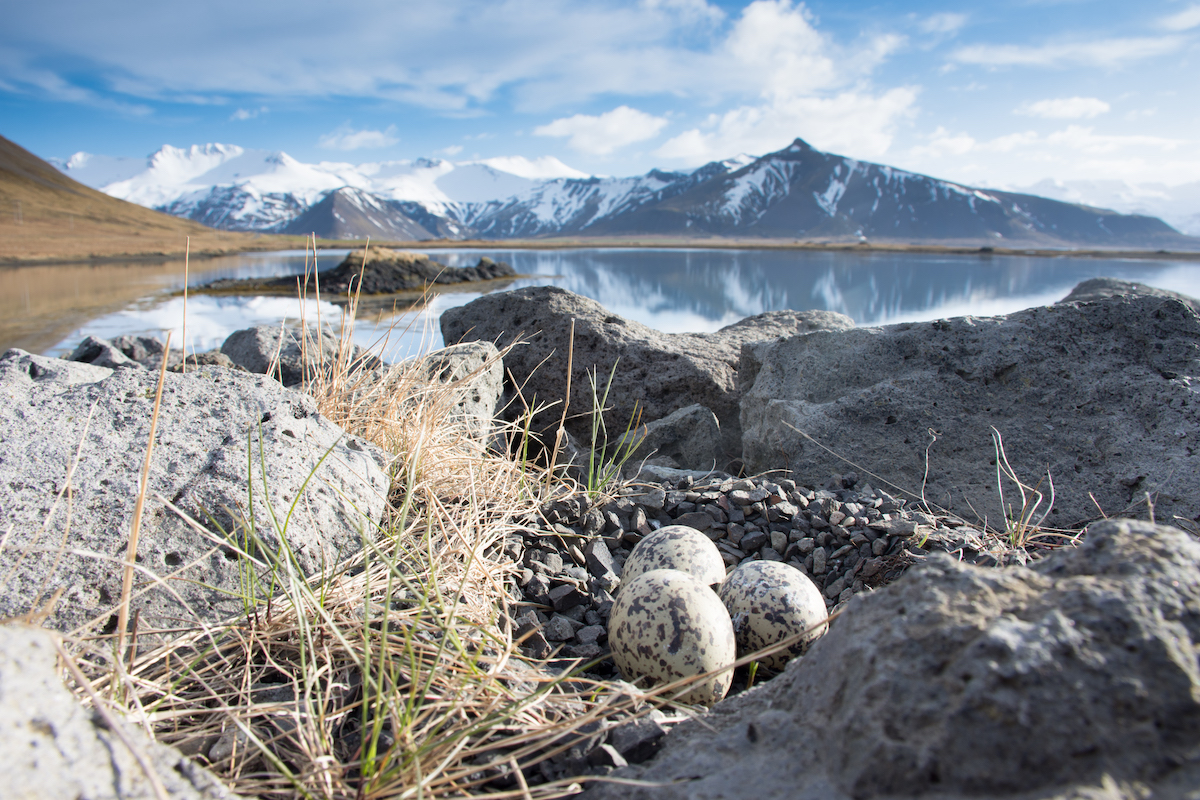 ICELAND: Land of Fire and Ice, but What Lurks Underneath? – Blake ...